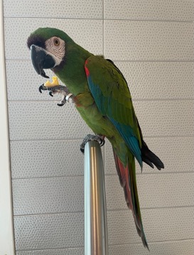 A Home for the Holidays: Bird the Severe Macaw | Mickaboo